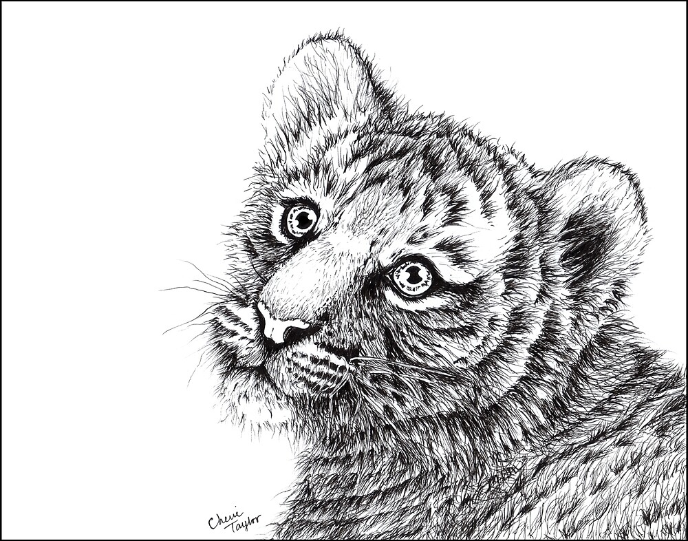 "Tiger Cub Drawing" by Cherie Taylor | Redbubble