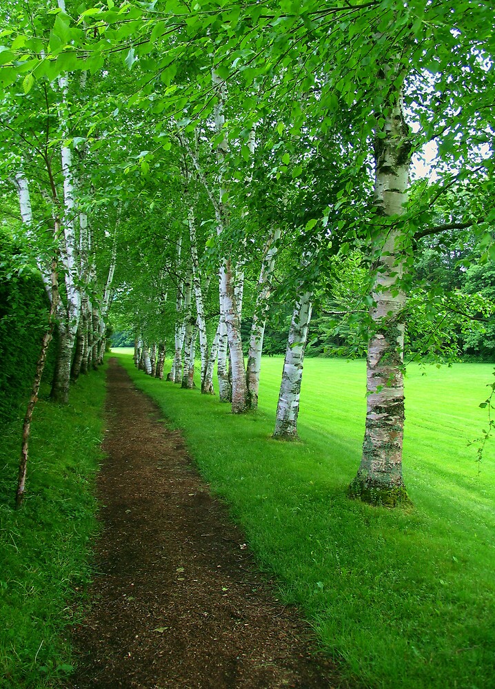 "Birch tree row - Cornish, NH" by Tony Dempsey | Redbubble