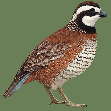 "Northern Bobwhite Quail Pheasant Bird Science Illustration" Sticker ...