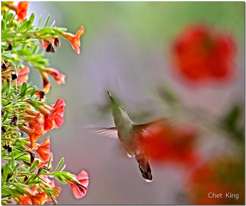"Among The Blossoms" by Chet King | Redbubble