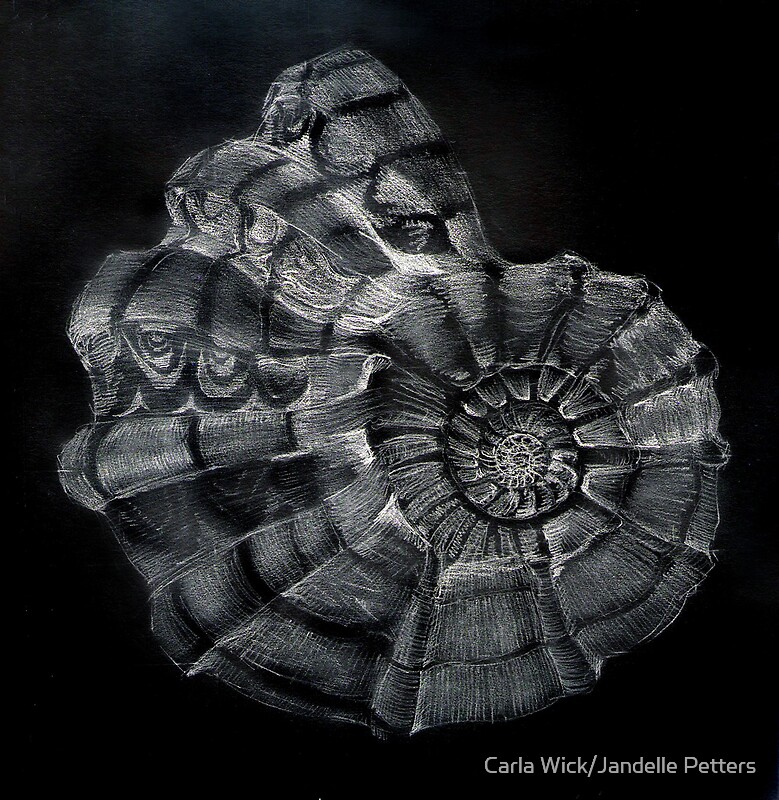 "Shell Study For My Mom" by Carla Wick/Jandelle Petters | Redbubble