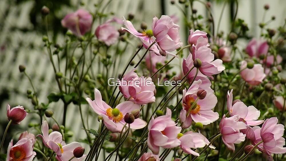 "Japanese Wind Flowers" by Gabrielle Lees | Redbubble