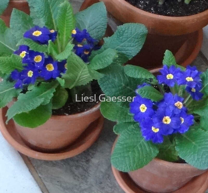 "Periwinkle Primrose" by Liesl Gaesser | Redbubble