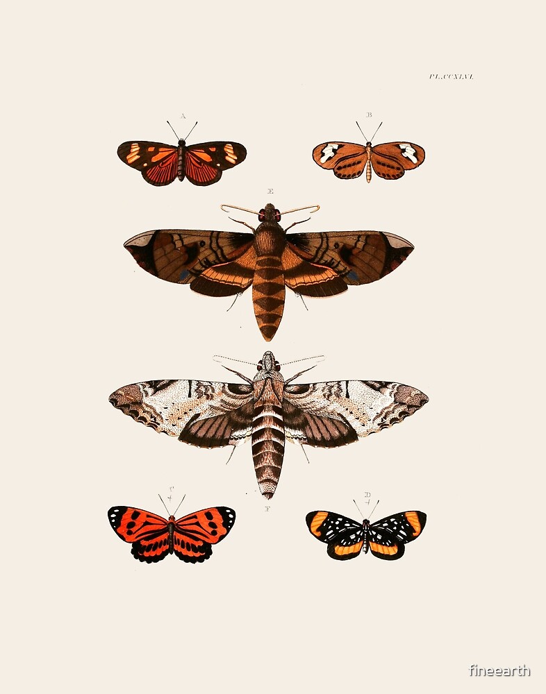"Vintage Moth Chart" by vintage wall art | Redbubble