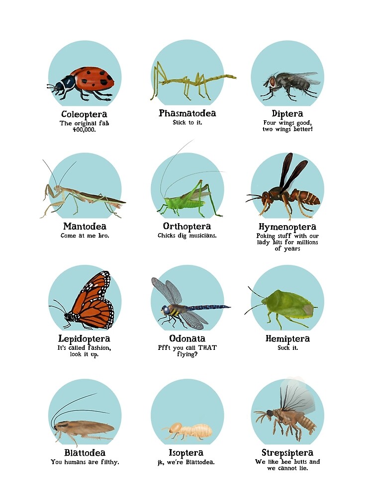 "Insect Order Slogans!" by BugsUncensored | Redbubble