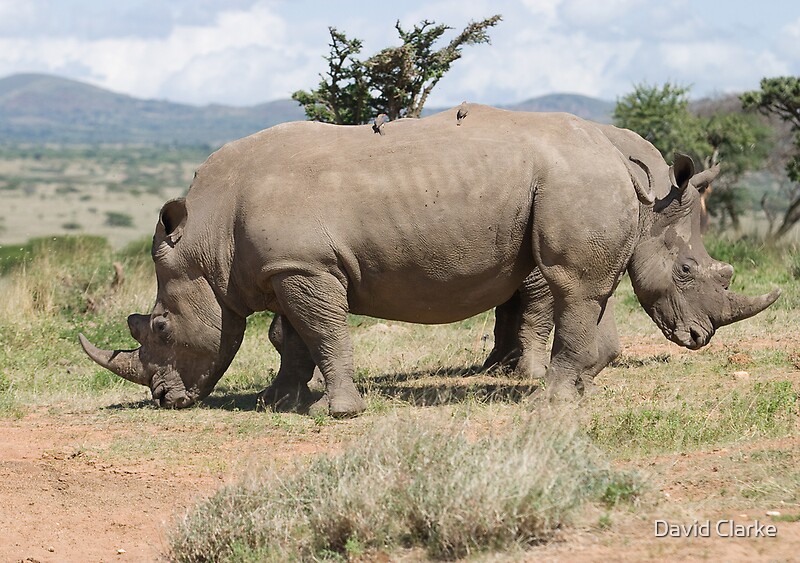 "Two-headed white rhino" by David Clarke | Redbubble