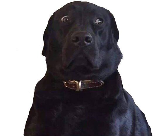 "BLACK LABRADOR STARE DOGGO MEME" Poster by SHARMO | Redbubble