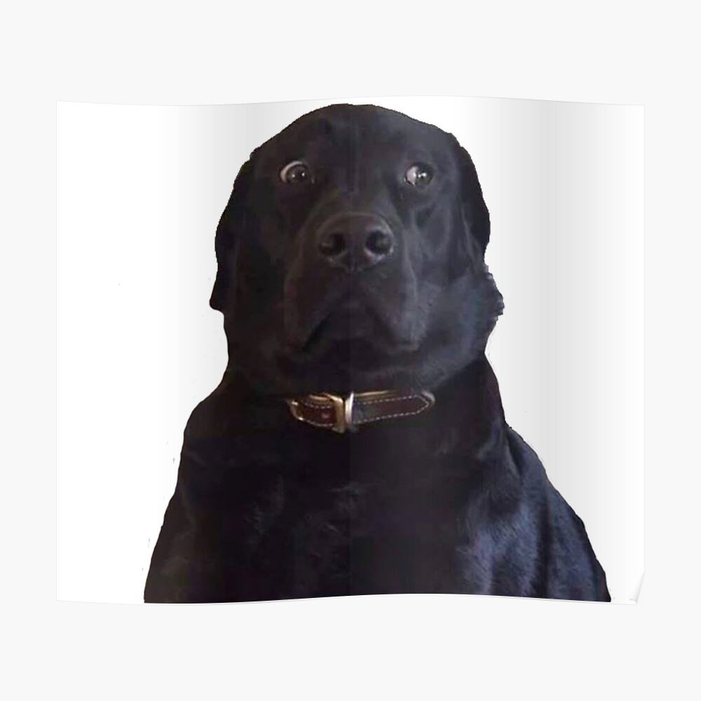 "BLACK LABRADOR STARE DOGGO MEME" Poster by SHARMO | Redbubble