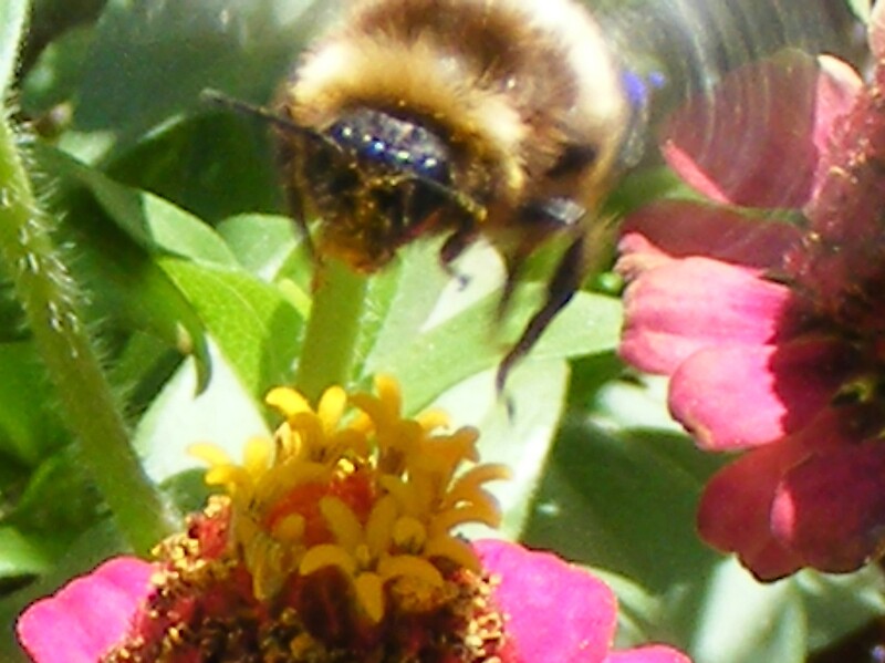 "about to land - bumblebee in flight, and moth too" by Gaylene Norton ...