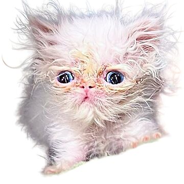 "Wisp Cat" Poster for Sale by Reo12 | Redbubble