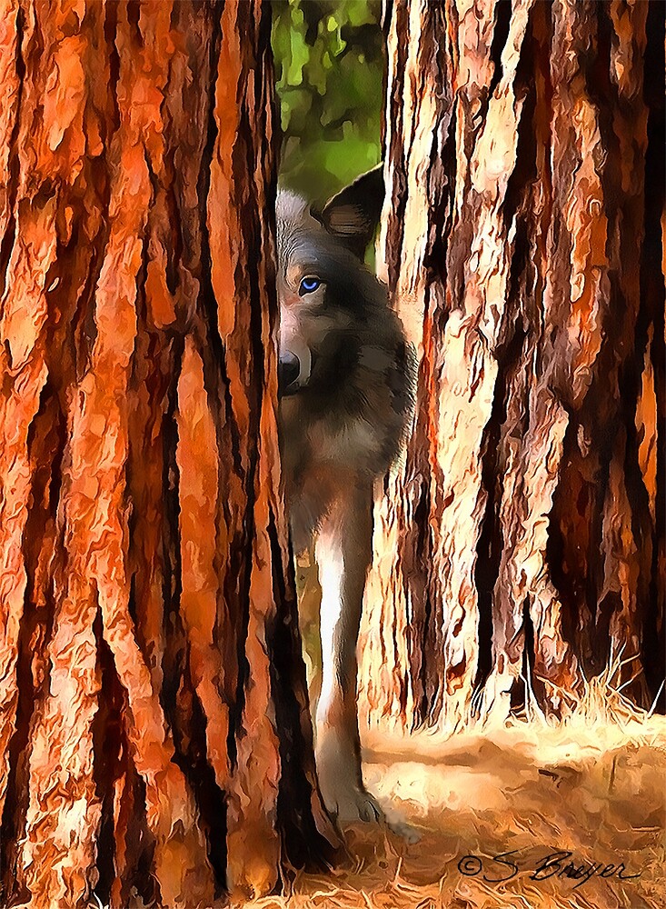 "Wolf watching you" by Steve Breyer | Redbubble