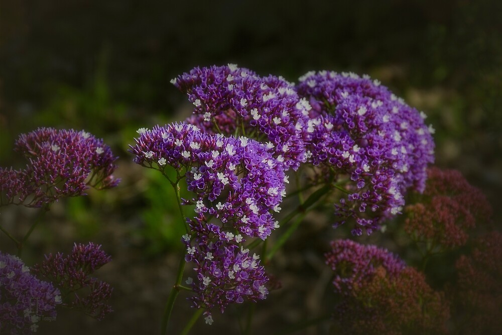 "Statice (Limonium)" by Elaine Teague | Redbubble