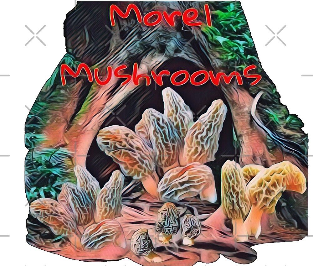 "Stump Morel Mushrooms" by natnat7w | Redbubble