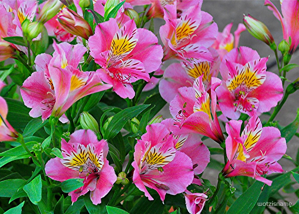 ""My Princess Lily"" by wotzisname | Redbubble