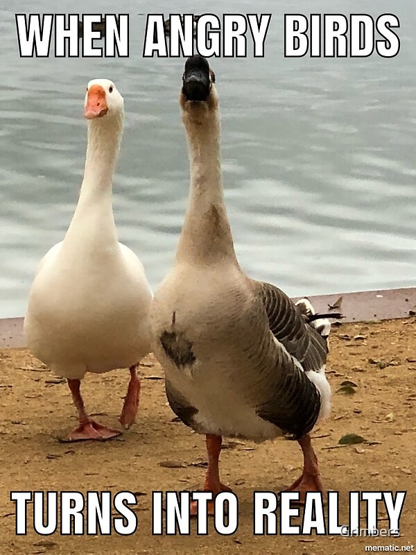 "Geese get angry" by Grimbers | Redbubble