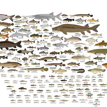 "Fishes of Iowa" Poster for Sale by andybirkey | Redbubble