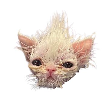 "wisp the cat - skrunkly face" Sticker for Sale by paigenf | Redbubble