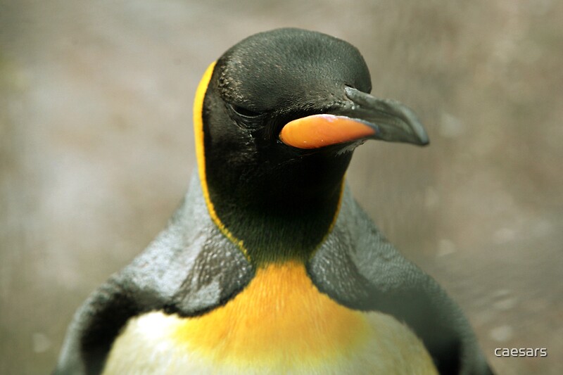 "Disappointed Penguin" by caesars | Redbubble