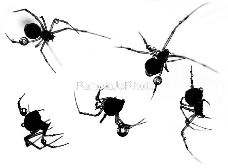 "Spider Collage" by PamelaJoPhoto | Redbubble