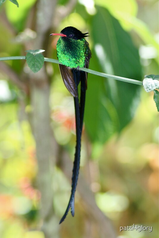 "Jamaican Streamertail Hummingbird" by patti4glory | Redbubble