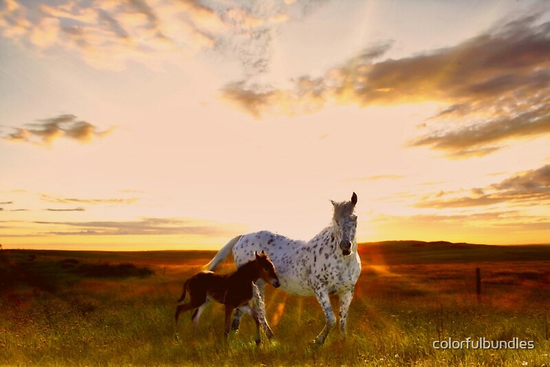 "Spotted mare and her foal" by colorfulbundles | Redbubble