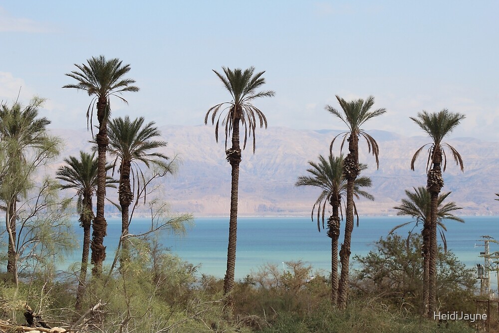 "Trees everywhere!" by HeidiJayne | Redbubble