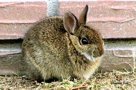 "Florida Yard Bunny ~ a Wild Rabbit" Photographic Print by SummerJade ...