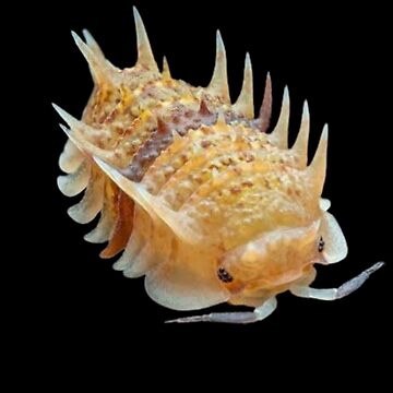 " Rubber ducky isopod plush" Sticker for Sale by Obinne | Redbubble