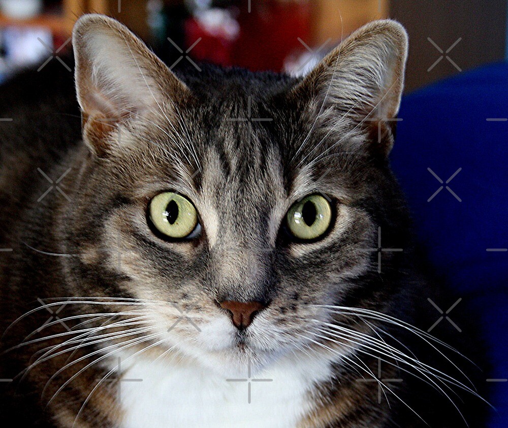 "vinni-van RIP tabby cat" by TeAnne Pantony | Redbubble
