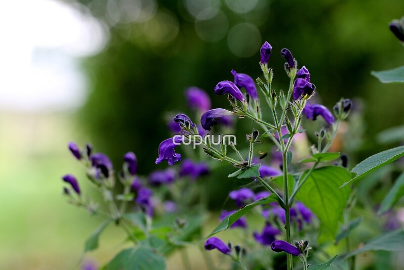 "Strobilanthes atropurpureus" by cuprum | Redbubble