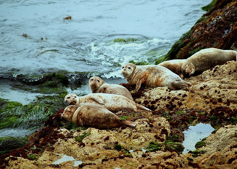 "Seals in Monterey, California" by K D Graves Photography | Redbubble