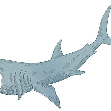 "Basking Shark" Sticker for Sale by caroline-arts5 | Redbubble