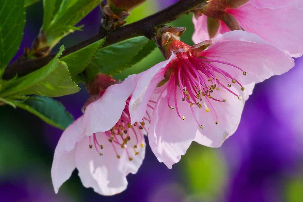« Nectarine Blossoms » par Margaret Barry | Redbubble