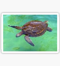 Honu: Stickers | Redbubble