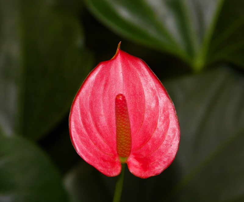 "Red Peace Lily" by Van Coleman | Redbubble
