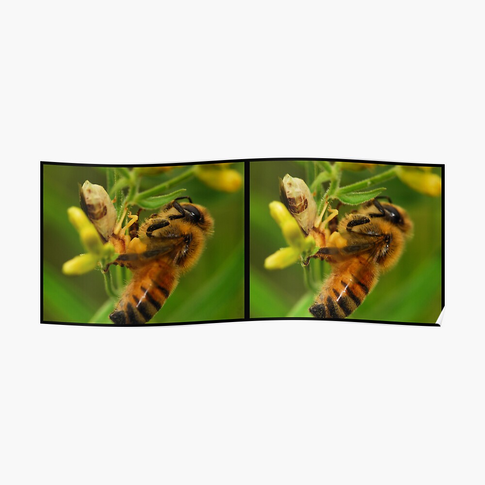 Stereoscopic Images Cross Eye