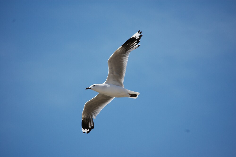 "Seagull on the way to lunch" by Andy Smith | Redbubble