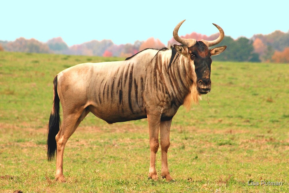 "Blue Wildebeest" by Lisa Putman | Redbubble