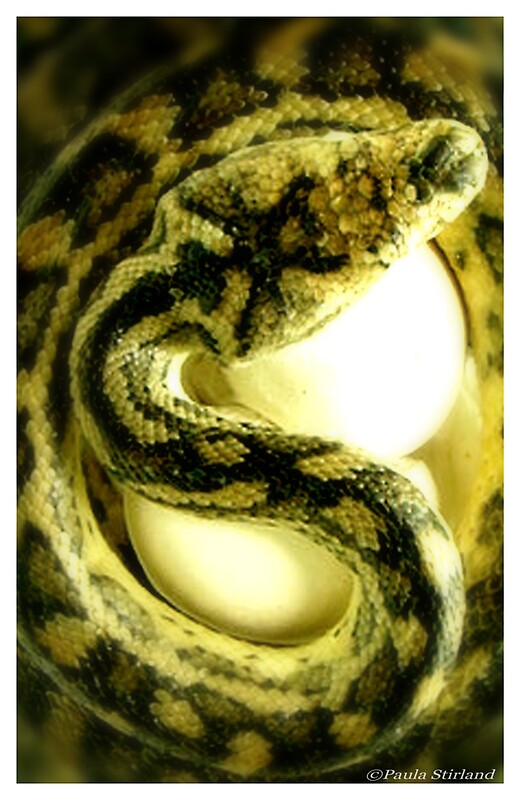"Snake Mother" by Gozza | Redbubble