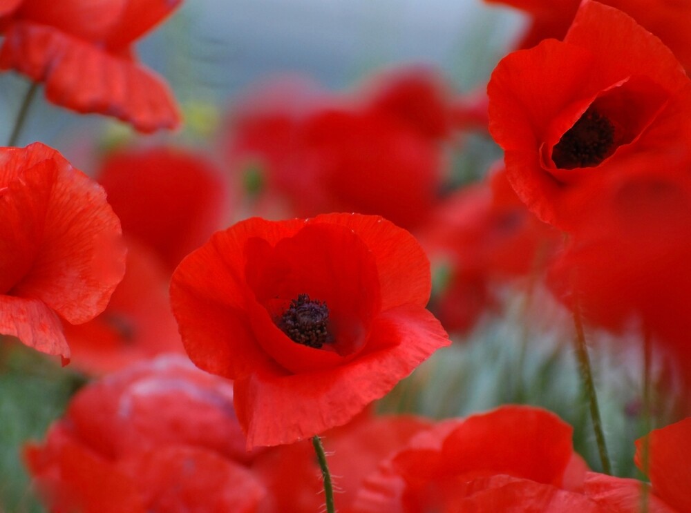 "poppy addiction" by palinta | Redbubble