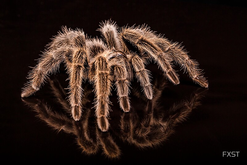 "Tarantula" by Brian Avery | Redbubble
