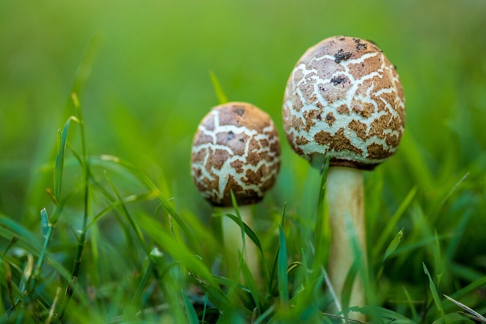Toadstools By Keith G Hawley Redbubble