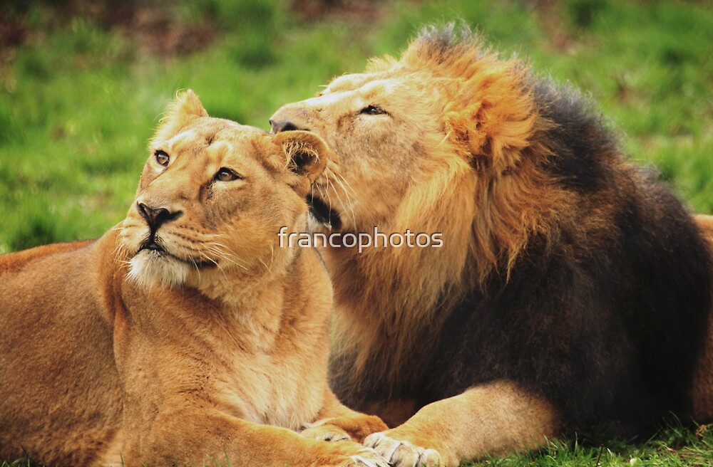 "Wild Love II" by francophotos | Redbubble