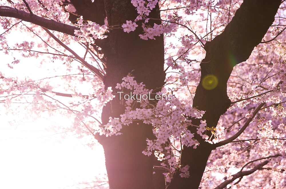 "Sunset Sakura Cherry Blossoms in Japan" by TokyoLens | Redbubble