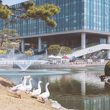 "Ducks in KAIST, Korea, transparent, emotional" Sticker for Sale by ...