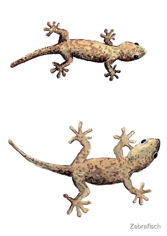 "Geckos - good luck!" by Zebrafisch | Redbubble