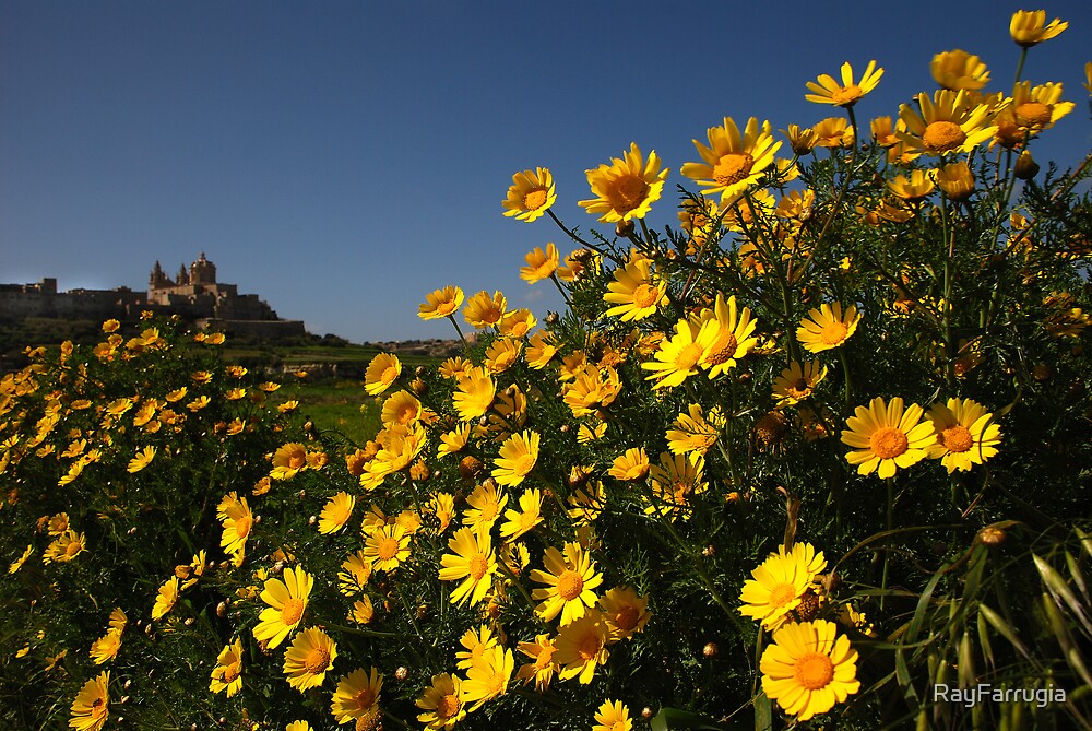 "Lellux - Crown Daisy" by RayFarrugia | Redbubble