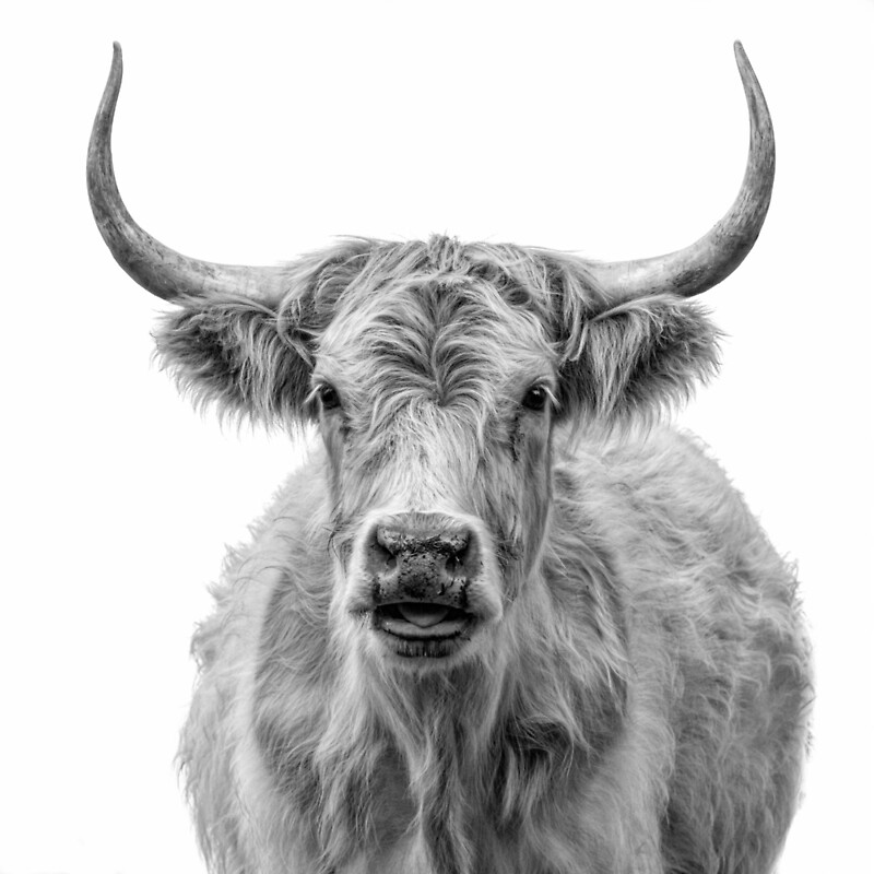 "Moooooo!" by Ladyshark | Redbubble