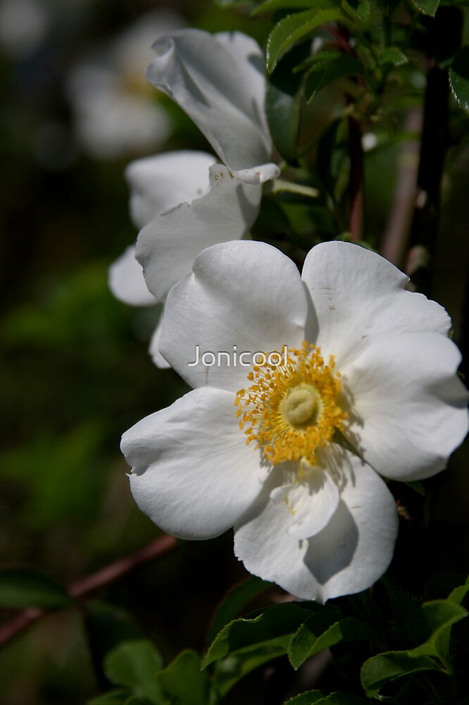 "Cherokee Rose" by Jonicool | Redbubble