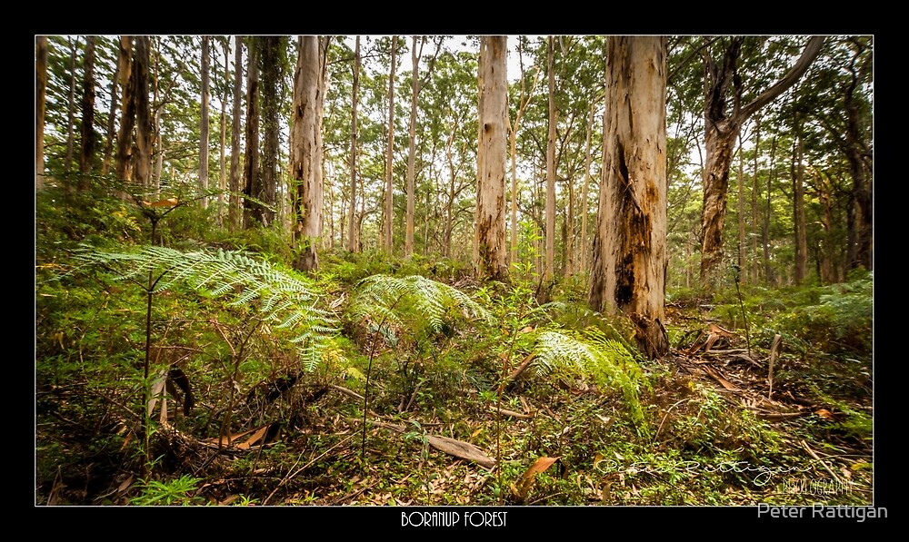 "Boranup Forest" by Peter Rattigan | Redbubble